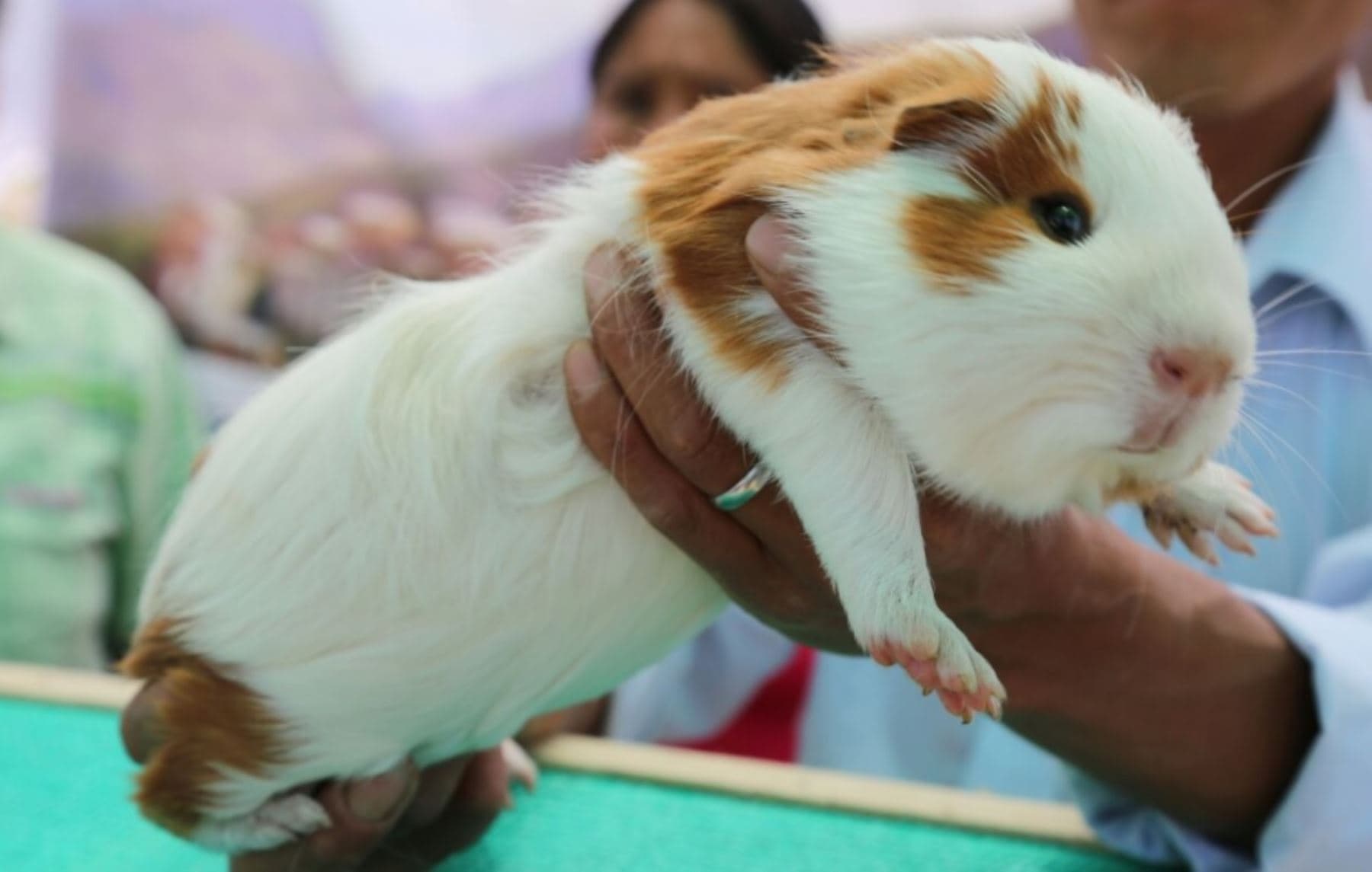 Porquinho da India Peruano | Porquinho da india Cuy Peruano
