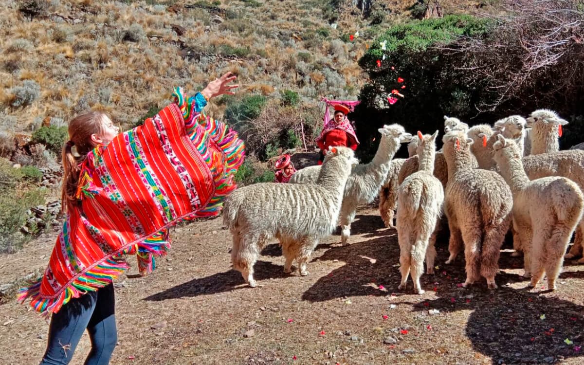LHAMA NO PERU | Dreamy Tours